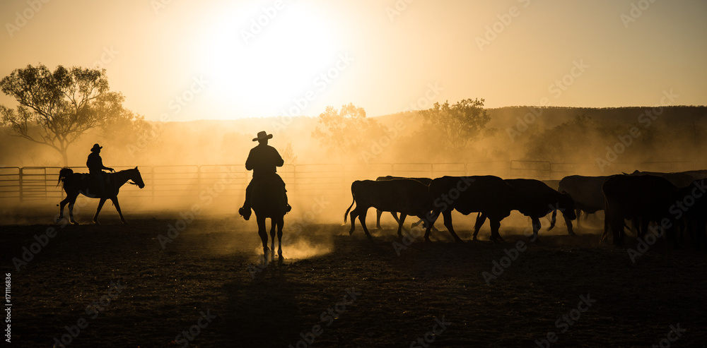 mustering, Kimberley, Western Australia Stock Photo | Adobe Stock