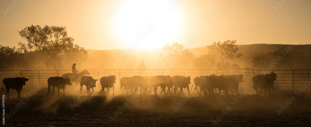 mustering, Kimberley, Western Australia Stock Photo | Adobe Stock