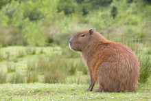 Capybara Free Stock Photo - Public Domain Pictures
