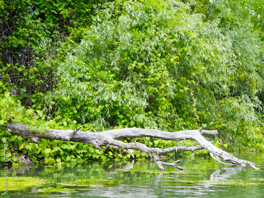 Driftwood log snag stuck in shallow water of reserve of Danube river foothills on a background ...