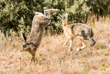 Fighting Hares Free Stock Photo - Public Domain Pictures