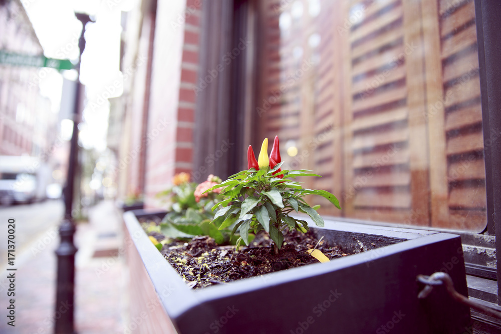 Yellow and red pods in a flower pot. growing peppers on the window ...