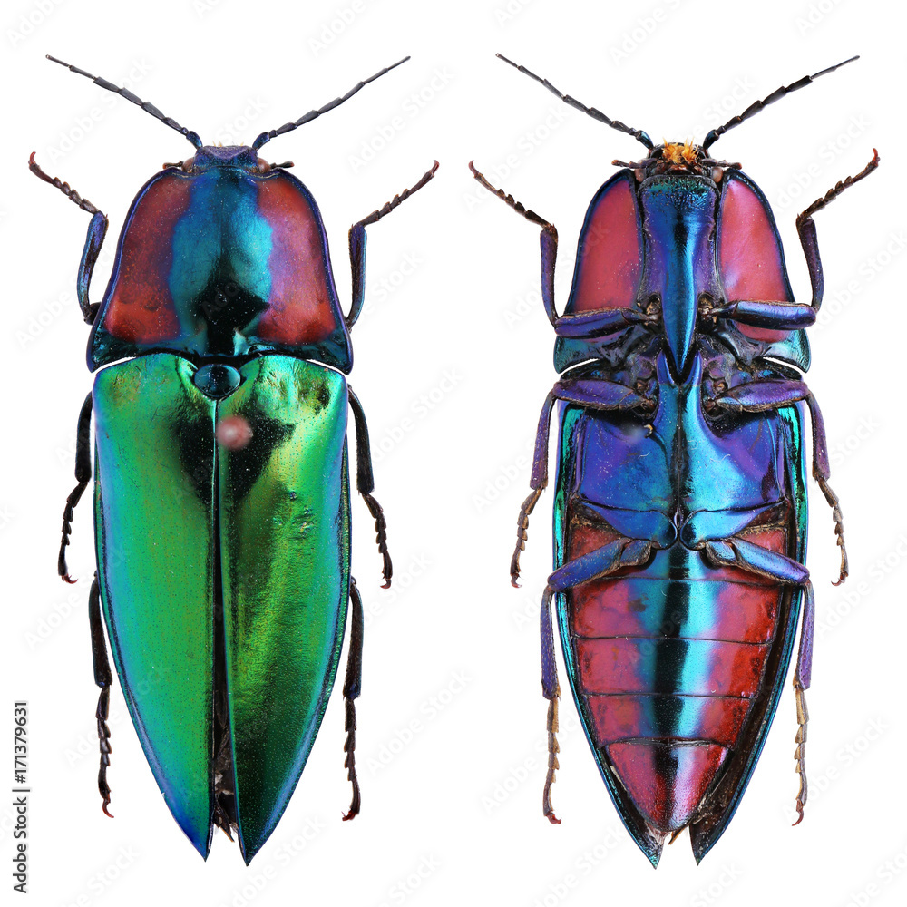click beetle Campsosternus gemma Stock Photo | Adobe Stock