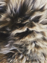 Cat Fur Up Close Free Stock Photo - Public Domain Pictures