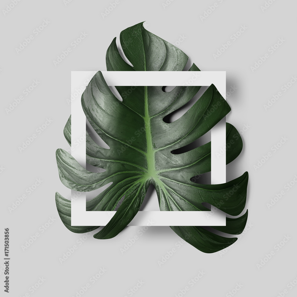 Monstera background concept Stock Photo | Adobe Stock