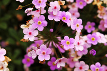 Pink Soapwort Flower Free Stock Photo - Public Domain Pictures