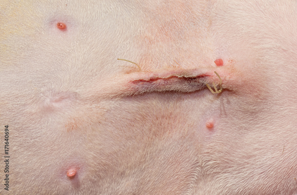 Closeup of a sutured incision on a young cat's abdomen a day after spay ...