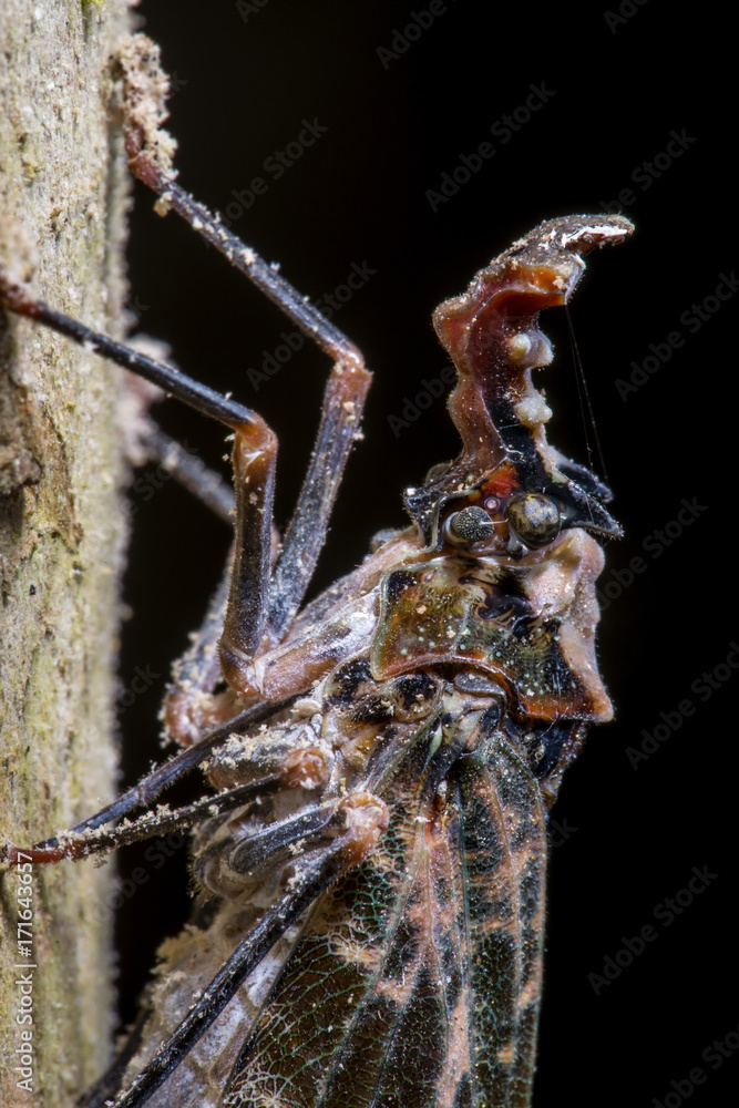 Jequitiranabóia-cabeça-de-verruga (Phrictus diadema) | Cicada ...