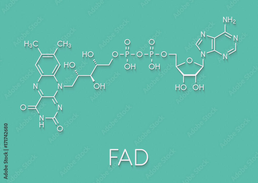 Flavin adenine dinucleotide (FAD) redox coenzyme molecule. Skeletal ...