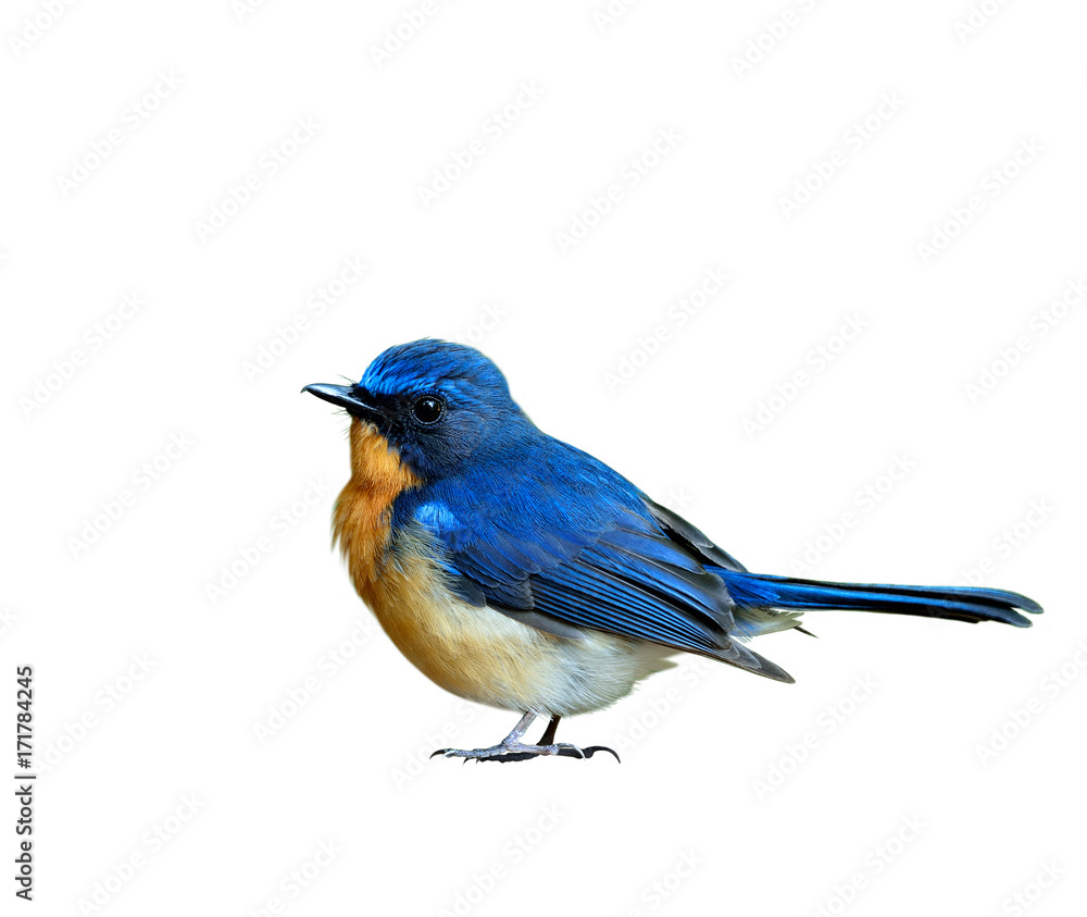 Hill Blue Flycatcher (banyumas cyornis) the beautiful blue bird with ...