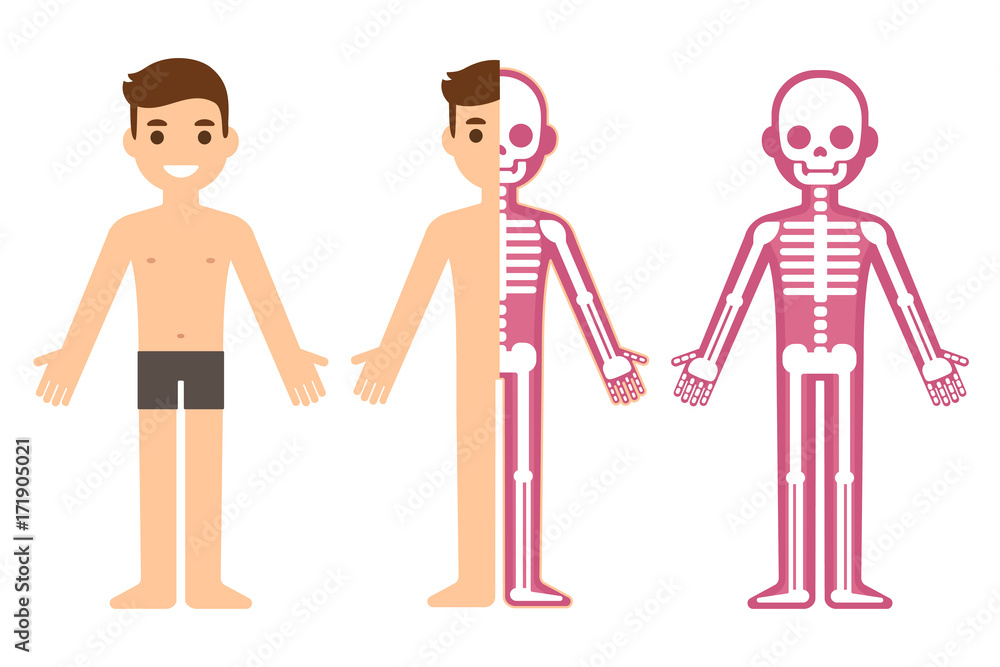Male skeleton anatomy Stock Vector | Adobe Stock