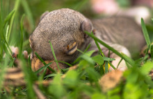 Baby Squirrel Close-up Free Stock Photo - Public Domain Pictures