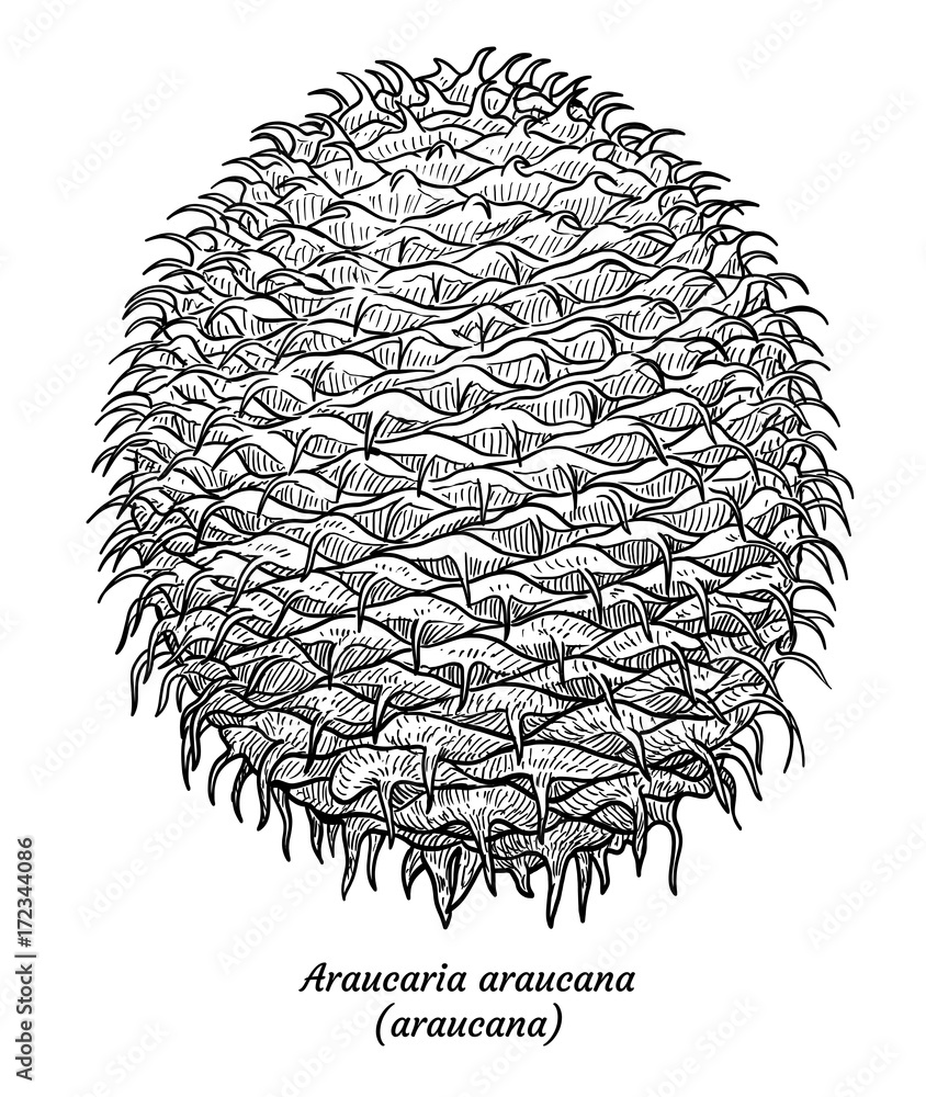 Araucaria tree illustration, drawing, engraving, ink, line art, vector ...