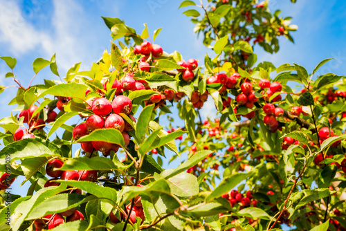Chinese Fruit Trees
