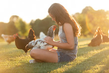 Adolescent Chickens Free Stock Photo - Public Domain Pictures