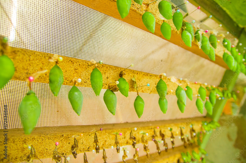 Butterflies in a stage of pupa in Mariposario The Butterfly House in ...