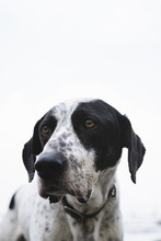 Big Dog Portrait Free Stock Photo - Public Domain Pictures