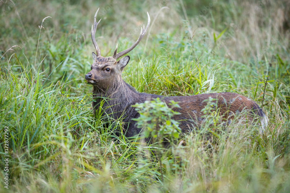 Male Sika deer in tall grass, Jaegersborg forest in Denmark, Europe ...