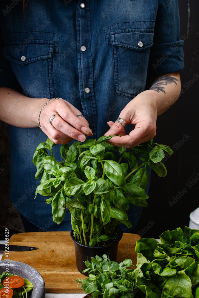 Woman's hands picking fresh basil from a basil plant. Stock Photo ...