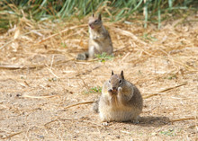 Fat Squirrel Free Stock Photo - Public Domain Pictures