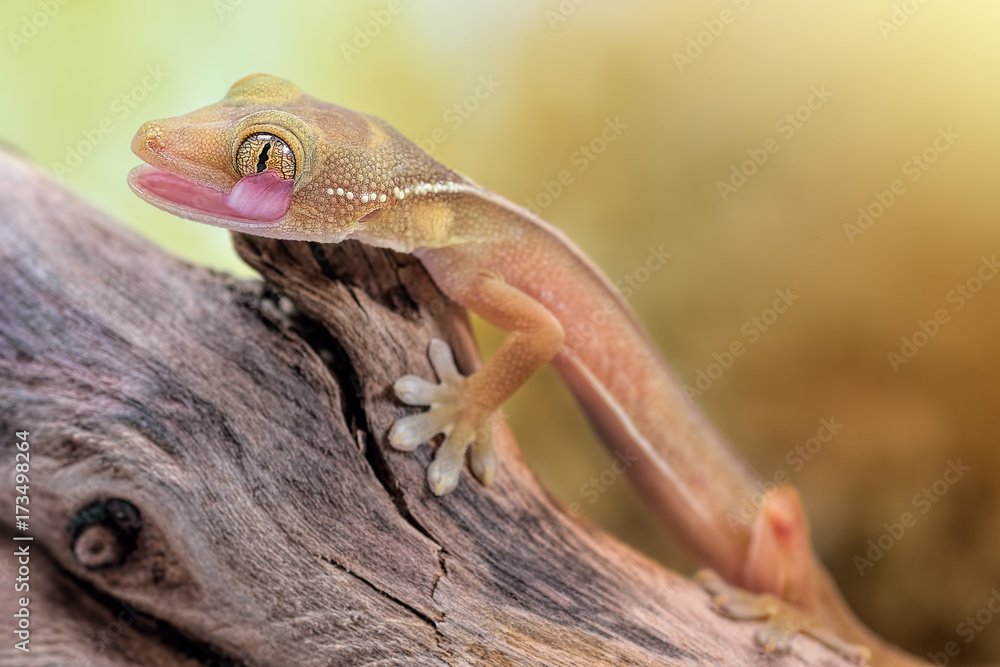 Gekko vittatus macro gecko lick his eye Stock Photo | Adobe Stock
