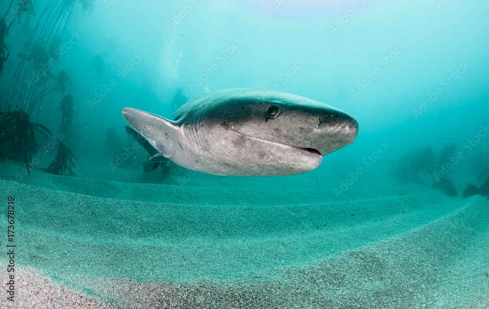 Seven gill shark swimming among the kelp forests of False Bay, Cape ...