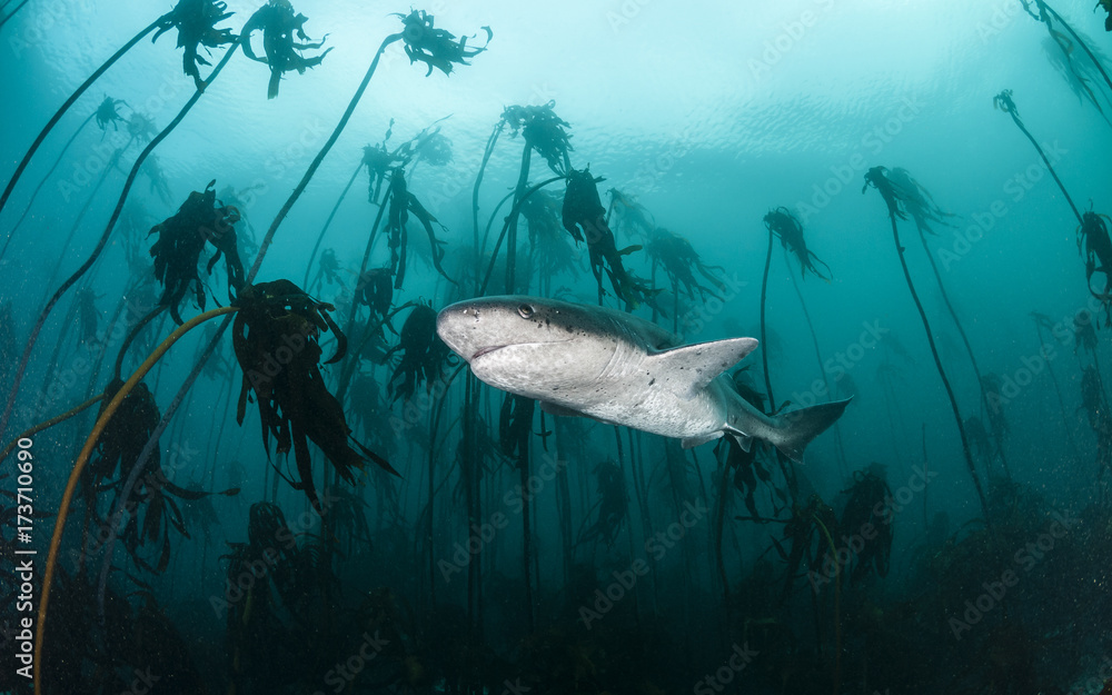 Foto de Stock Seven gill shark swimming among the kelp forests of False ...