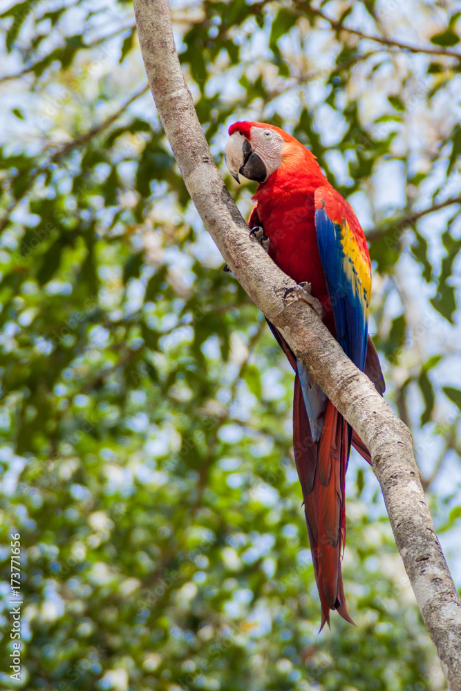 Scarlet macaw (Ara macao), national bird of Honduras, sits at the tree ...