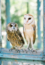 Two Owls Free Stock Photo - Public Domain Pictures