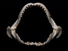 Shark Jaws Free Stock Photo - Public Domain Pictures