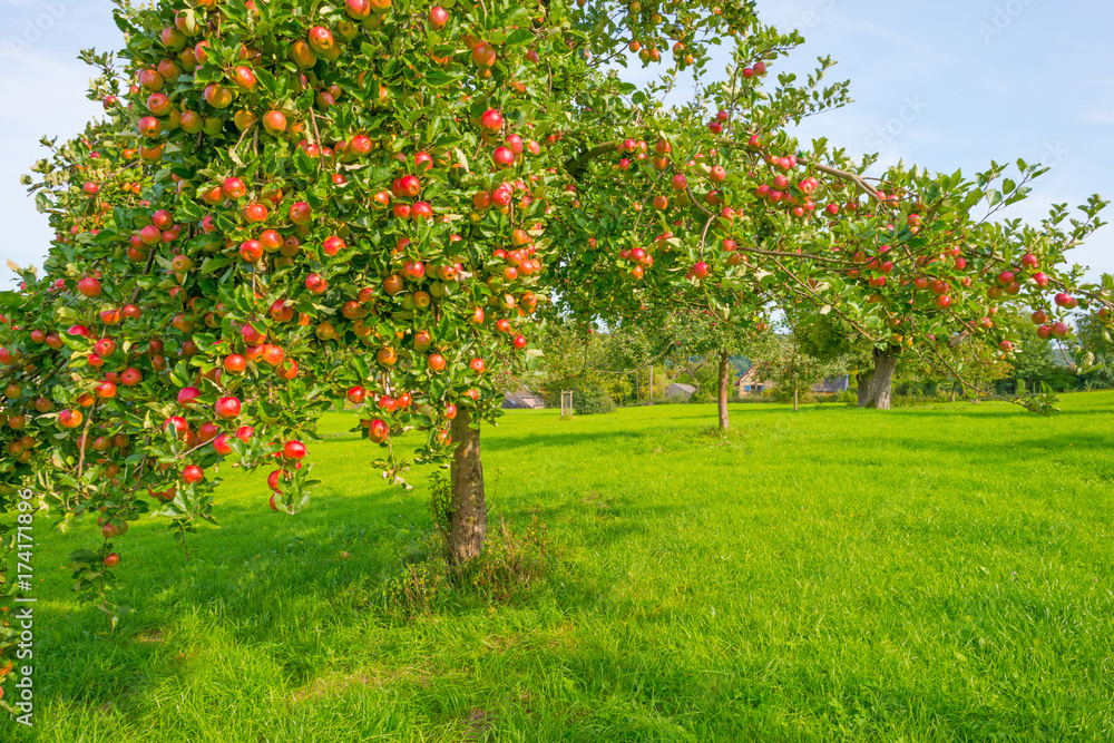 Fruit trees in an orchard in sunlight in autumn Stock Photo | Adobe Stock