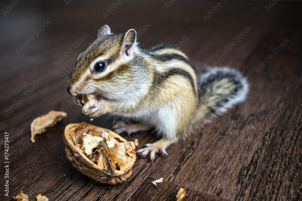 Ardilla comiendo una nuez Stock Photo | Adobe Stock