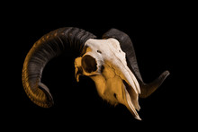 Steampunk Ram Skull Free Stock Photo - Public Domain Pictures