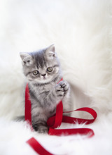 Cat Valentine Free Stock Photo - Public Domain Pictures