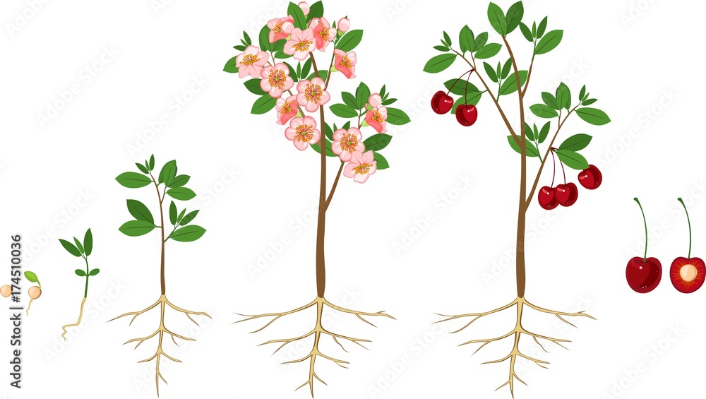 Stages of growth of tree from seed. Life cycle of cherry tree. Tree ...