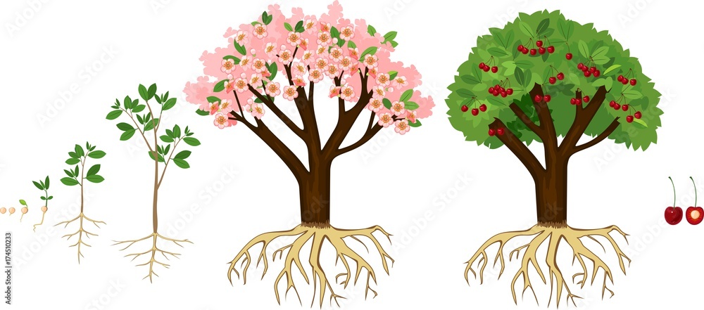Stages of growth of tree from seed. Life cycle of cherry tree. Tree ...