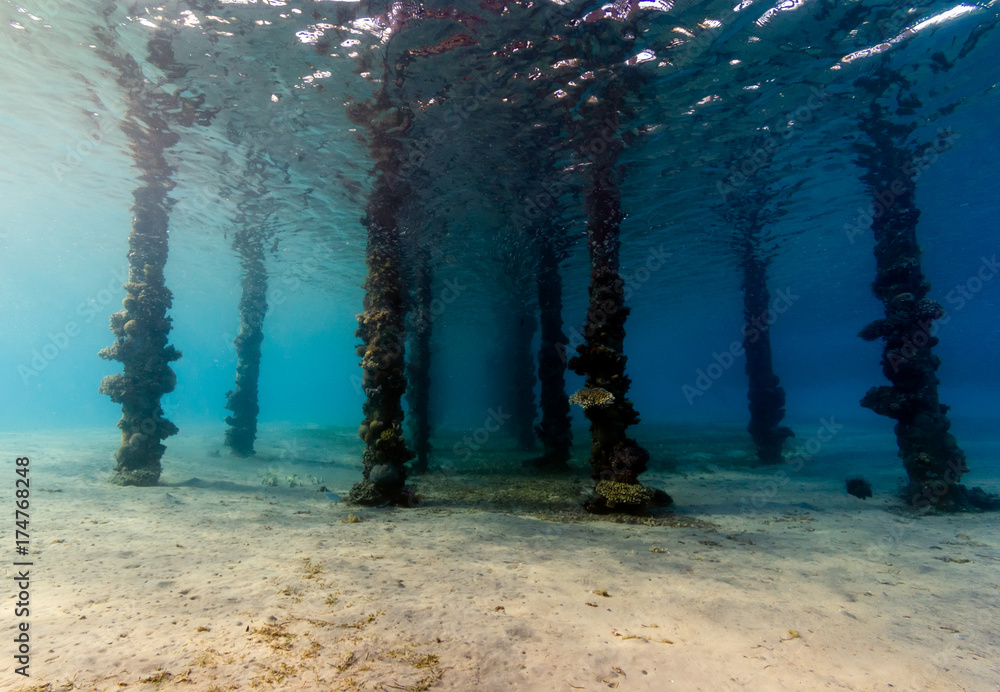 Coral encrusted legs of a jetty in shallow water Stock Photo | Adobe Stock