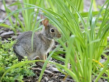 Cottontail Rabbit Hiding In Grass Free Stock Photo - Public Domain Pictures