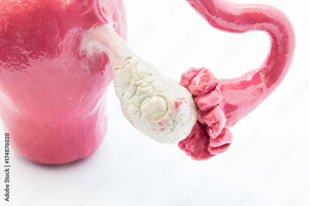 Стоковое фото «Anatomical 3D model of the ovaries, fallopian tube and ...
