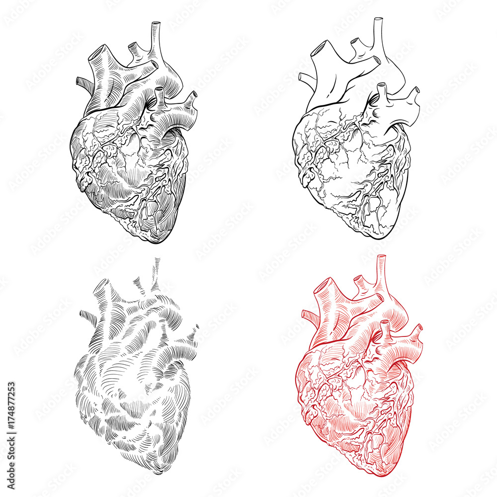 Human heart hand drawn isolated on a white backgrounds. Anatomical ...