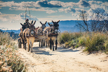 Donkeys Pulling A Donkey Cart Free Stock Photo - Public Domain Pictures