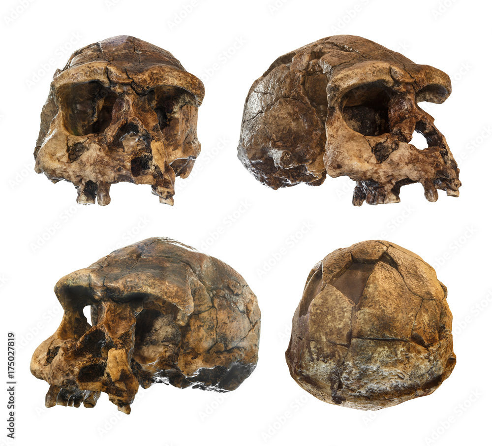 Foto de Stock Set of Homo erectus skull . Discovered in 1969 in ...