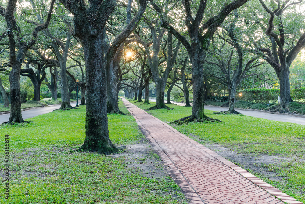 Romantic archway made from live oak trees, green grass and rustic brick ...