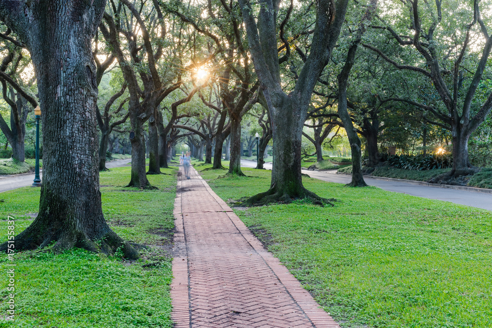 Foto stock di Romantic archway made from live oak trees, green grass ...