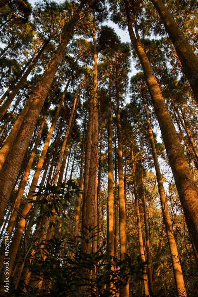 Wide angle vertical view of a forest of trees with and thin trunks in ...