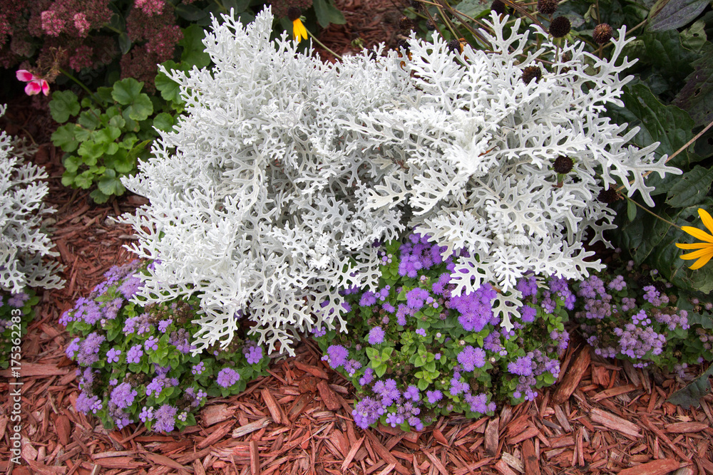 Summer Garden Annuals Background. Dusty Miller plant surrounded by ...
