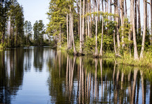 Georgia Swamp Free Stock Photo - Public Domain Pictures