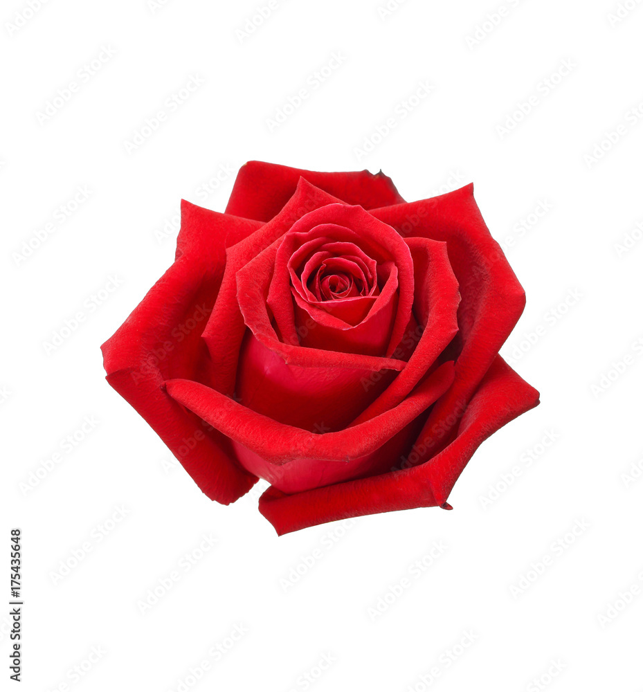 Natural red rose isolated on white background Stock Photo | Adobe Stock