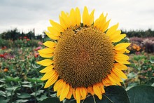 Fall Sunflower Free Stock Photo - Public Domain Pictures