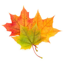 Three Autumn Leaves Free Stock Photo - Public Domain Pictures